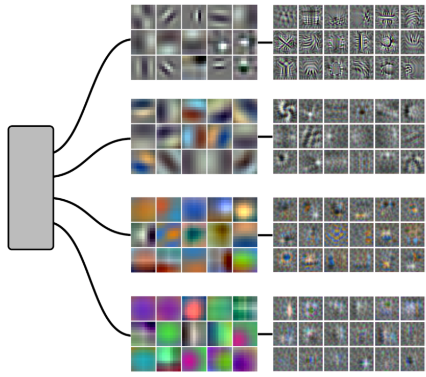 Branch Specialization